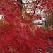 Korean Maple Tree Seeds acer Pseudosieboldianum Purplebloom Maple ...