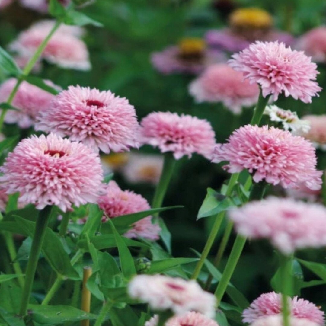 Zinnia Zinderella Mix Zinnia Flower Seeds Cut Flower Garden Zinnias - Etsy