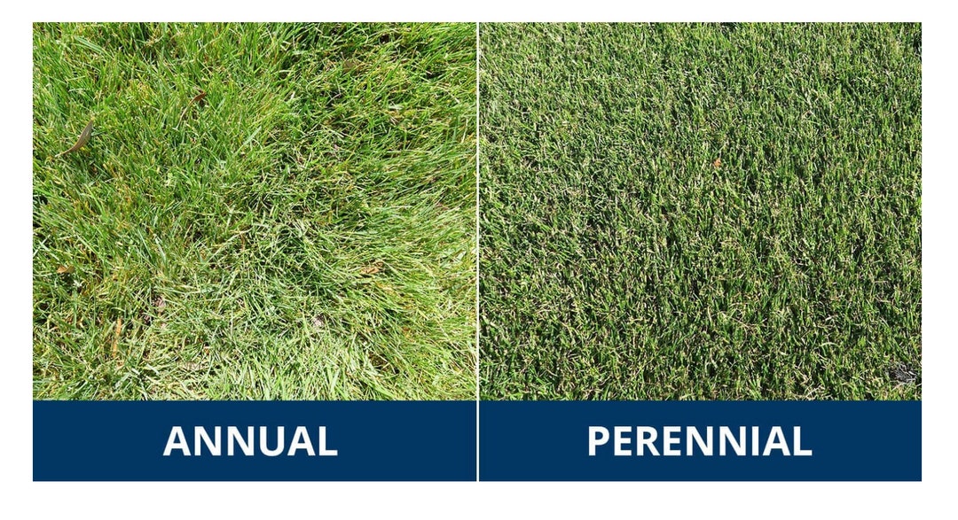 Micro Clover, Fescue, Perennial Ryegrass, Kentucky Bluegrass Crop Cover ...