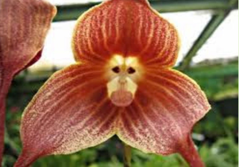 25 AUTHENTIC Monkey Face Orchid Plant Seeds Fragrant Orchid Flowers ...