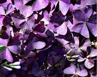 Oxalis Purple Shamrock Bulk Set of 10 Live Pips Flower Bulbs Plant ...