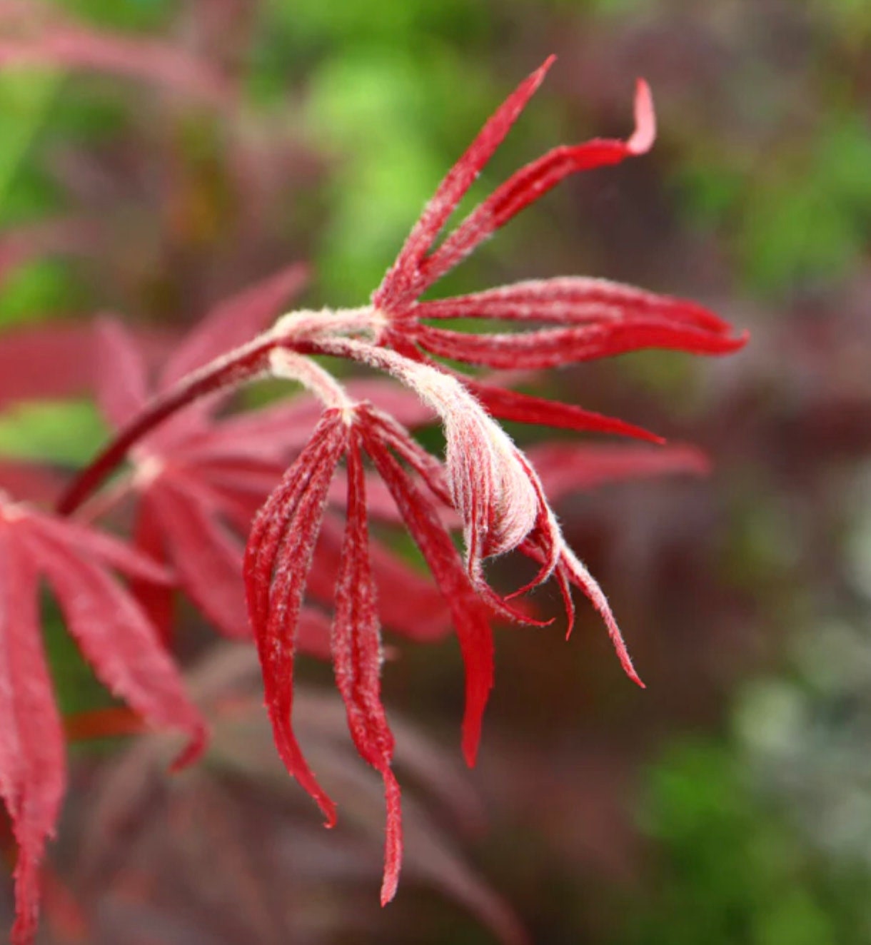 Acer Palmatum Matsumurae 'bloodgood' Japanese Maple Tree Seeds Bonsai ...