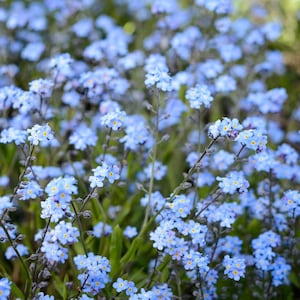 Forget Me Not Seeds Shade Plants, Easy to Grow Flower Seeds - Myosotis ...