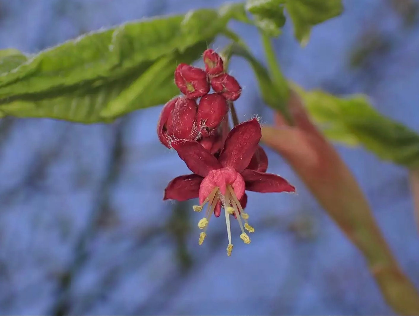 Japanese Maple Tree Seeds Acer Japonicum 'meigetsu' Full-moon Maple ...