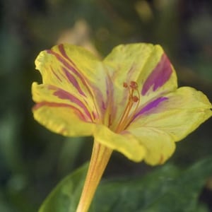 20 Four O' Clock Mirabilis Jalapa Flower Seeds Perennial Herbaceous ...