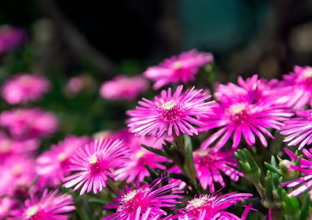 Ice Plant Drought Resistant Flower Seeds, Hardy Ground Cover Mix Colors ...