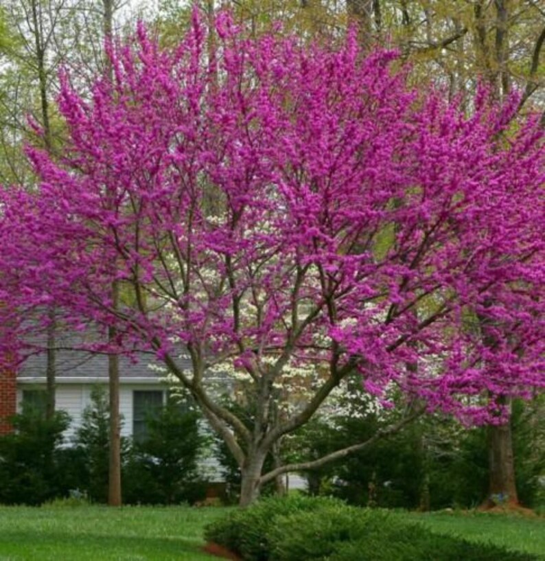 Cercis canadensis var. texensis Oklahoma Texas Redbud 5 Seeds - Etsy ...