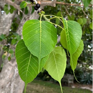 Sacred Fig Tree Seeds - Ficus Religiosa - Bodhi Buddha Tree Seeds ...
