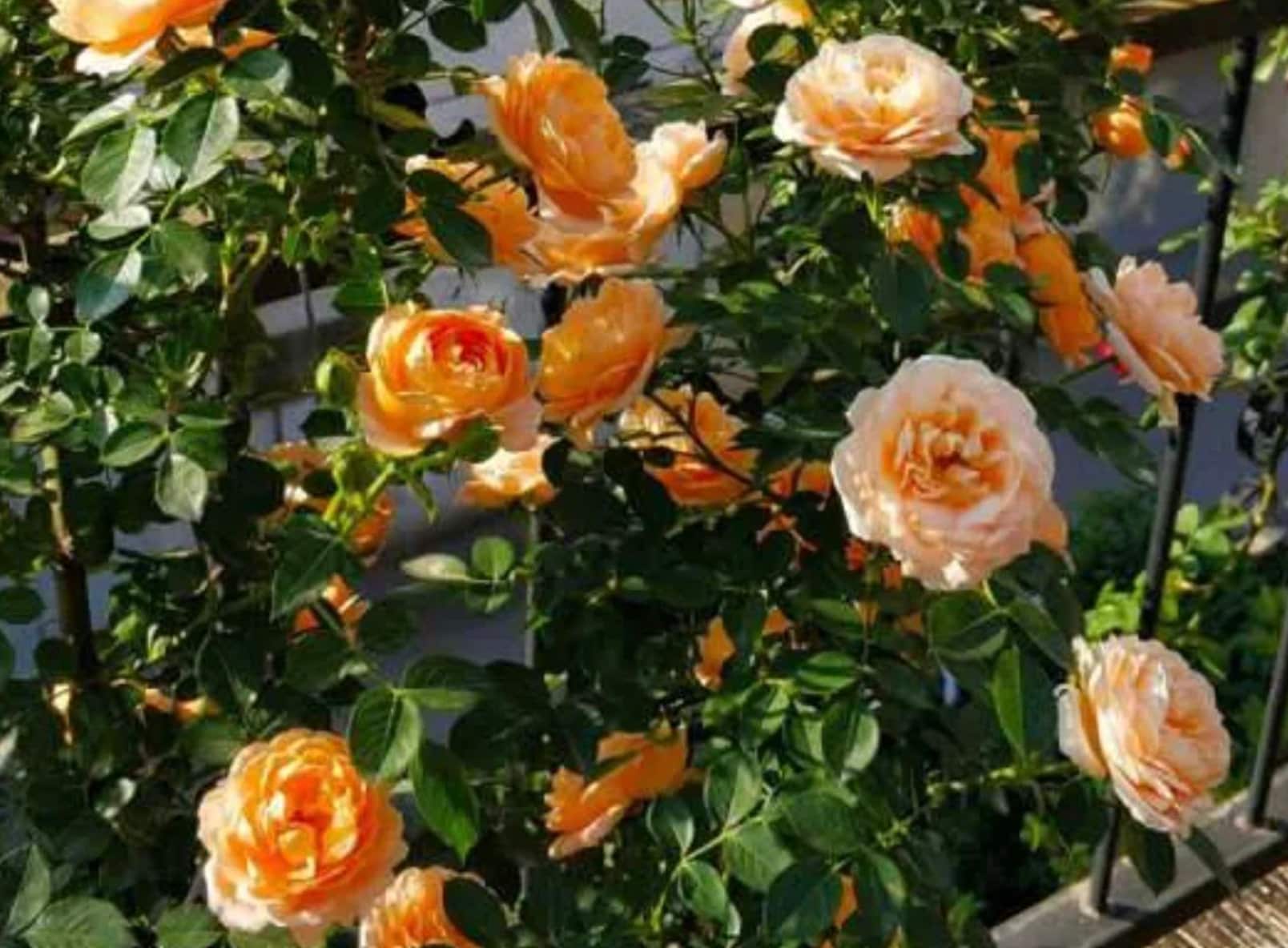 40 Orange Climbing Rose Seeds Climbing Roses Peach Rose Orange Rose ...