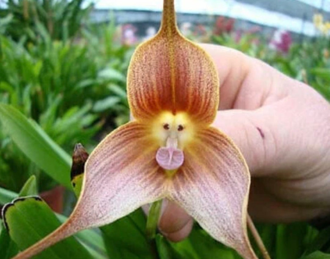25 AUTHENTIC Monkey Face Orchid Plant Seeds Fragrant Orchid Flowers ...