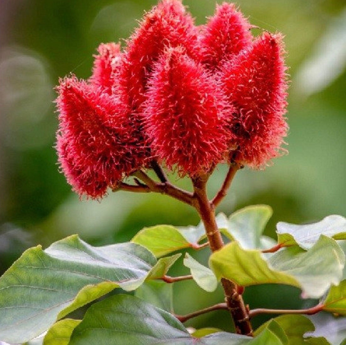 Annatto Lipstick Tree / Perennial Flower (bixa Orellana) Achiote Plant ...
