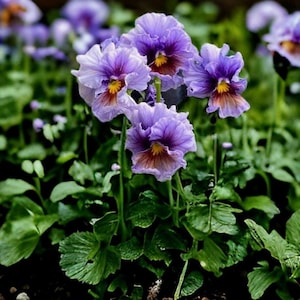 Ruffled Pansy Flower Seeds Hardy Annual Flowers - Etsy