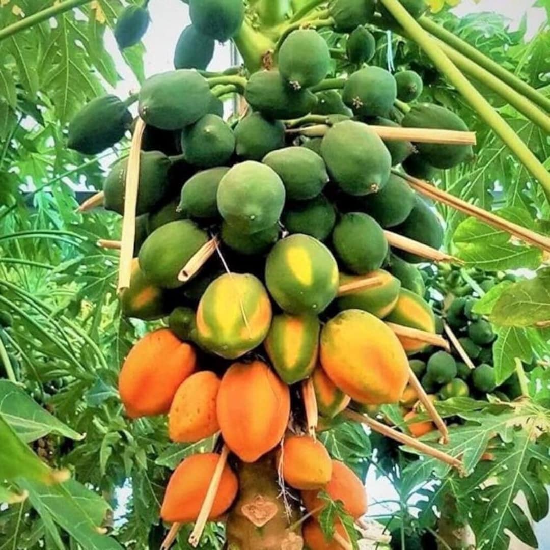 25 ORGANIC Carica Papaya Fruit Tree Seeds Tropical Fruit Tree - LARGE ...