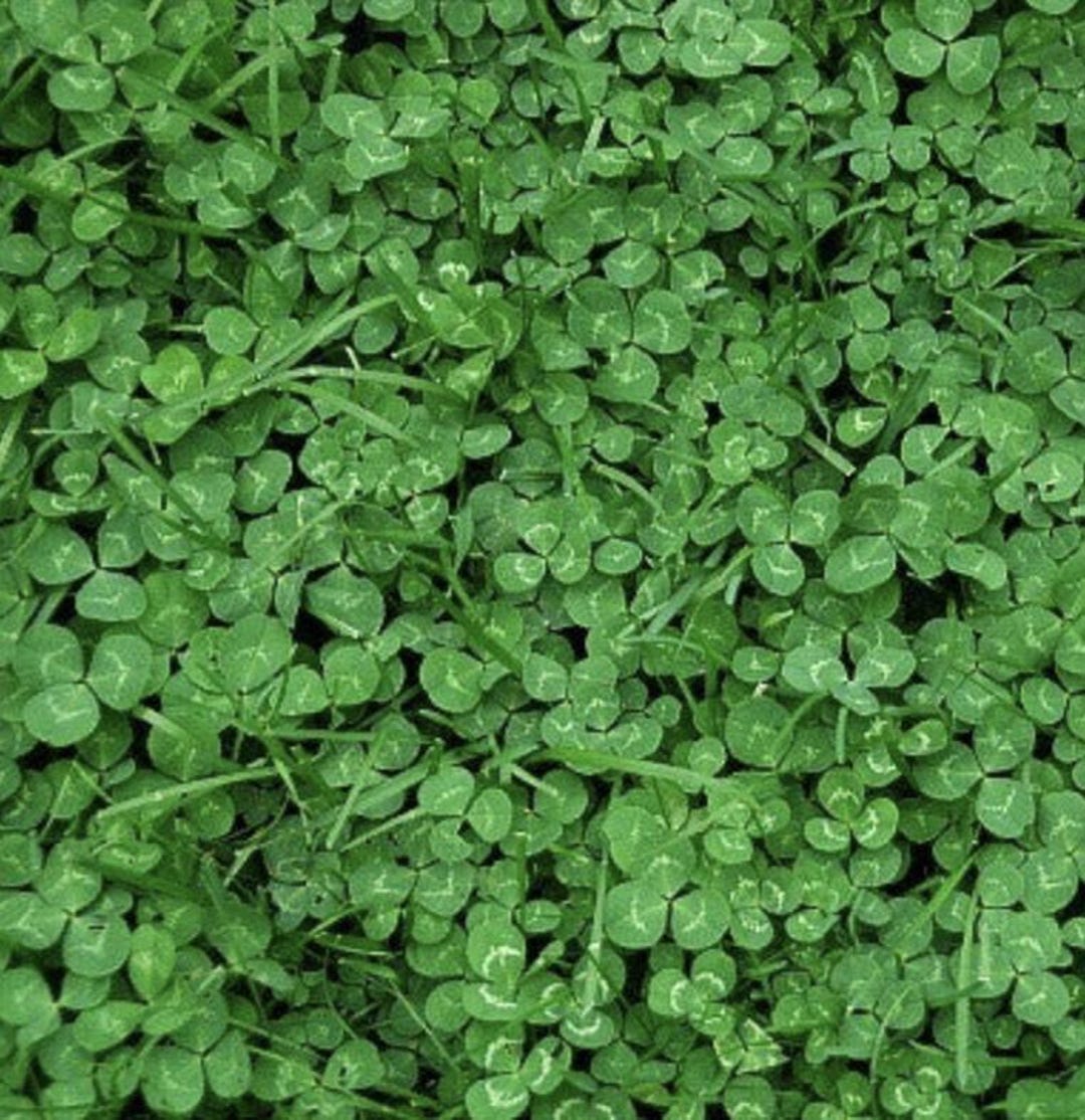 Bulk Micro Clover Ground Cover Seeds Lawn Alternative Erosion Control ...