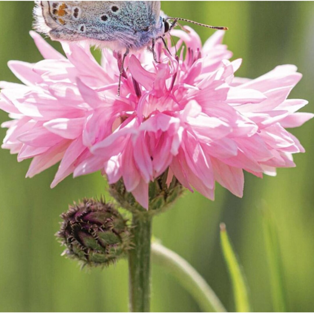 100 Cornflower Seeds Tall Pink Bachelor Buttons 'centaurea Cyanus' - Etsy