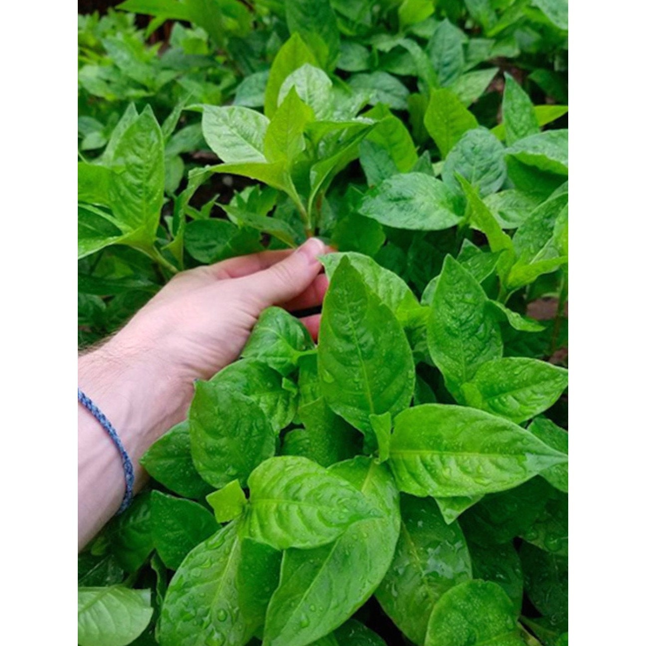 10 Organic Japanese Indigo Seeds persicaria Tinctoria Seeds for Indigo ...