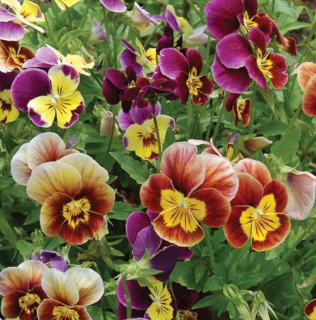 75 Pansy Seeds Viola Seeds Mixed Colors Perennial Flower Seeds Colorful ...