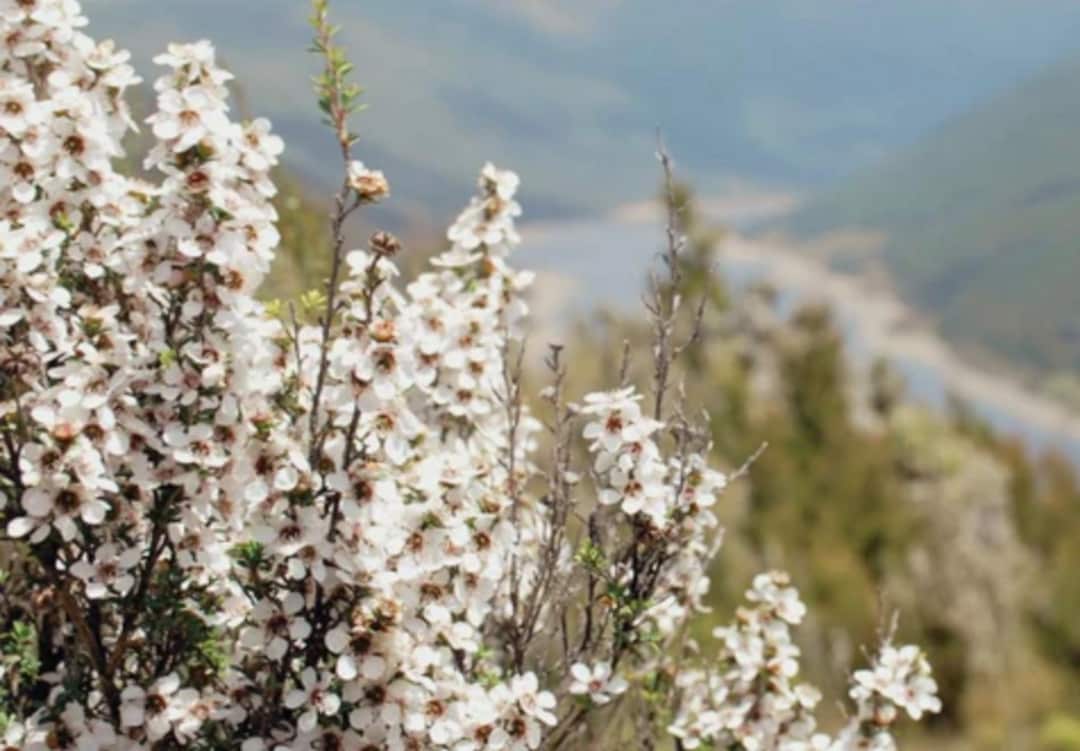 Manuka Tea Tree Seeds (leptospermum Scoparium) Tea Bush, Manuka Honey ...