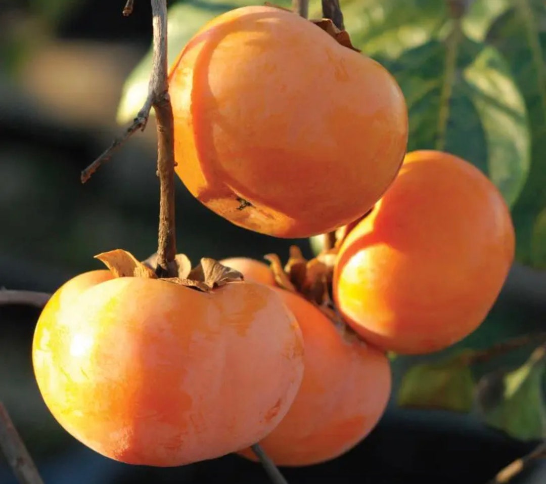 5 Japanese Persimmon Tree Seeds Asian Diospyros Kaki Fruit Tree Seeds ...