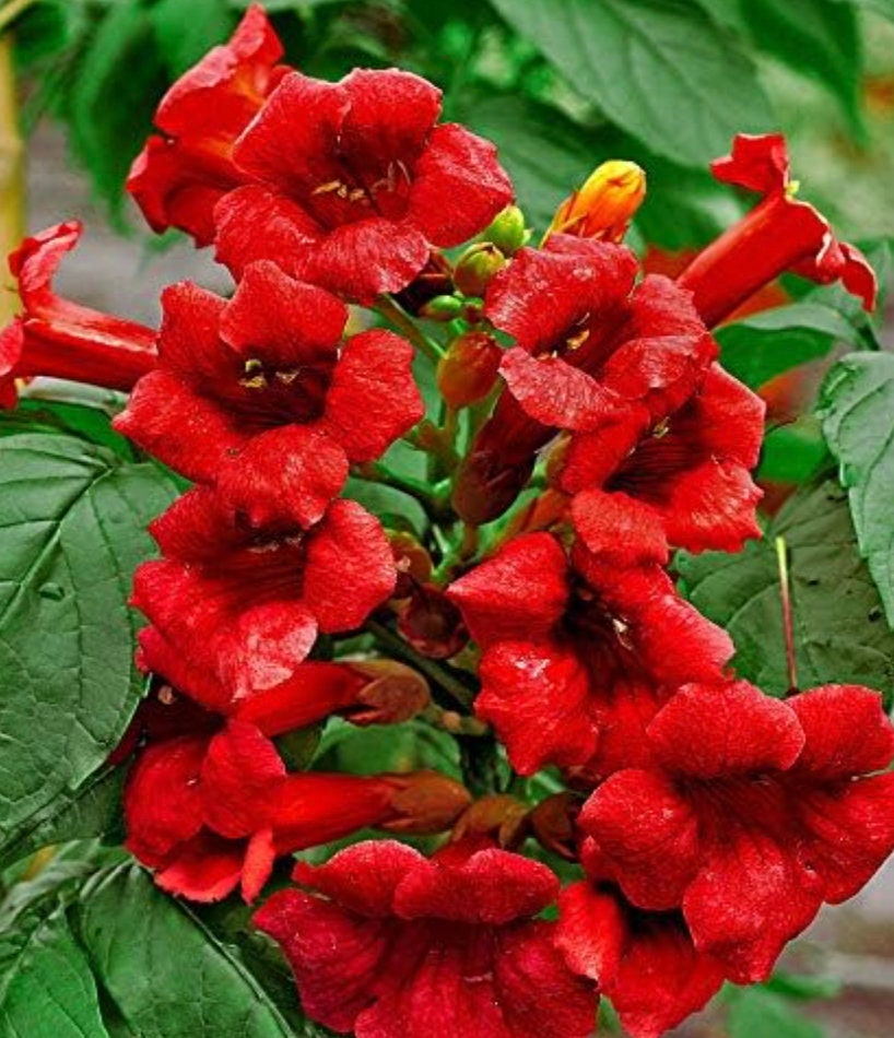 10 Rare Red Hummingbird Vine Seeds Red Trumpet Bush Non-gmo Seeds Pollinator Seeds - Etsy
