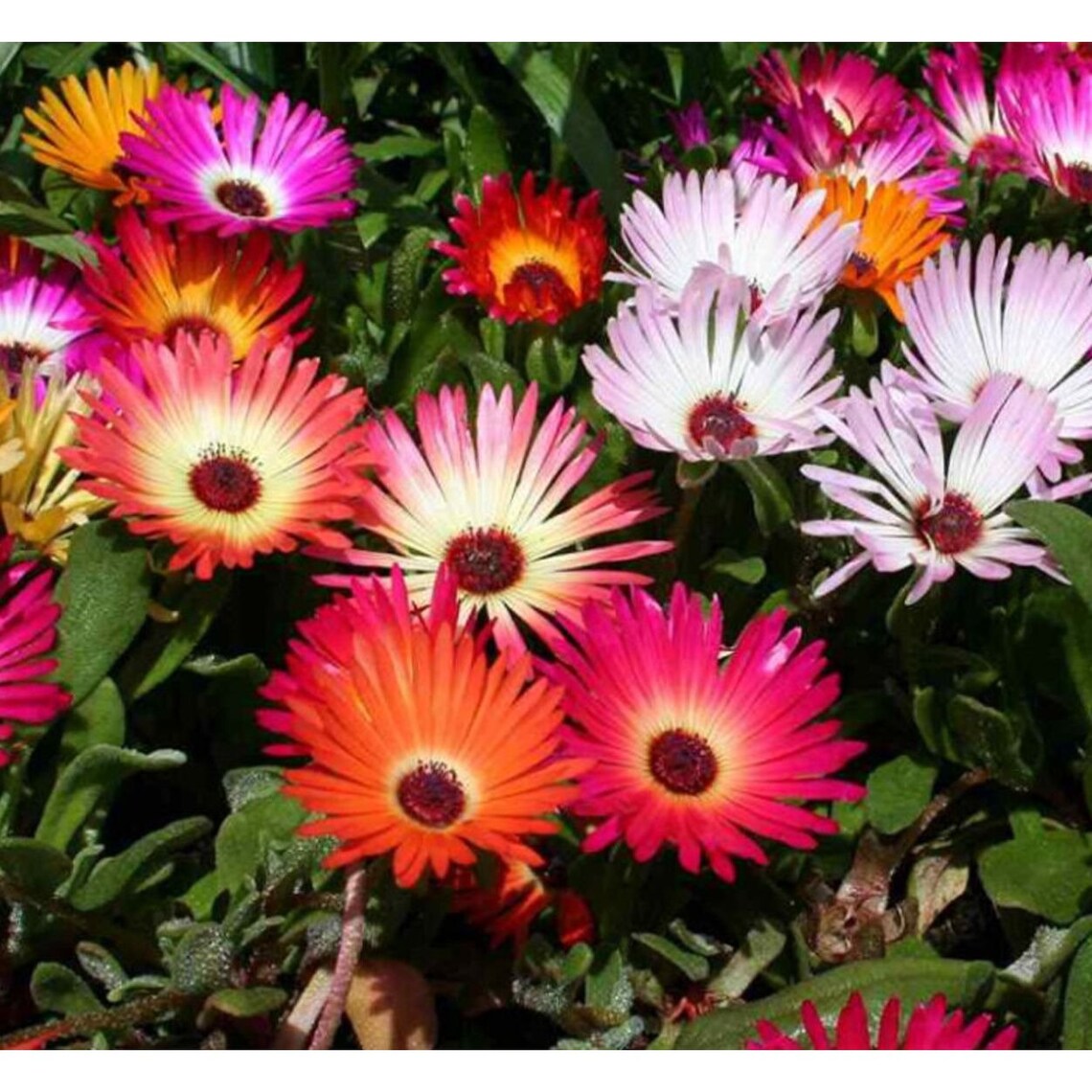 Ice Plant Drought Resistant Flower Seeds, Hardy Ground Cover!! Mix ...