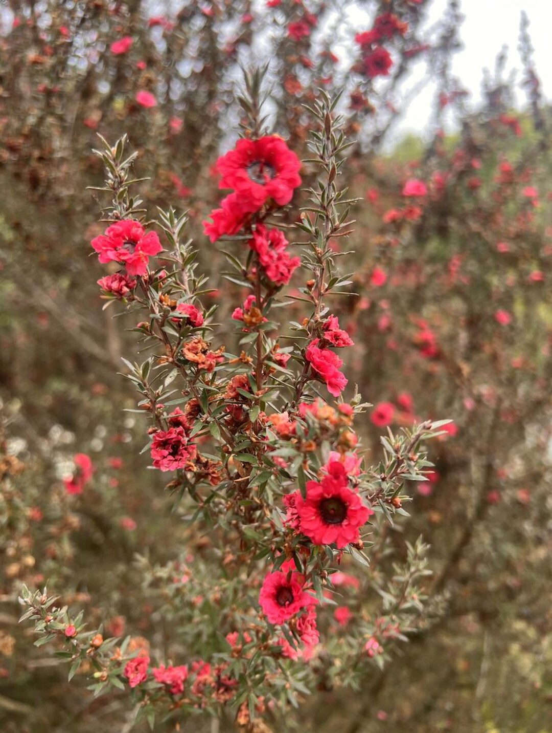 Manuka Tea Tree Seeds Non GMO Garden Seeds - Etsy