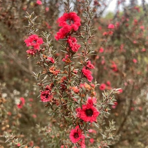 Manuka Tea Tree Seeds Non GMO Garden Seeds - Etsy