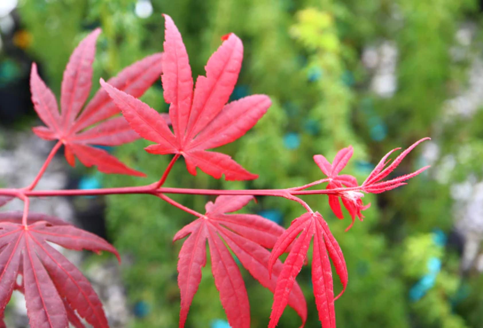 Acer Palmatum Matsumurae 'bloodgood' Japanese Maple Tree Seeds Bonsai ...