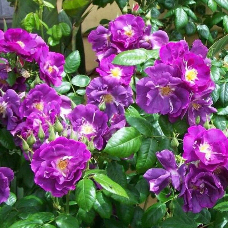 Purple Rose Bush - Etsy