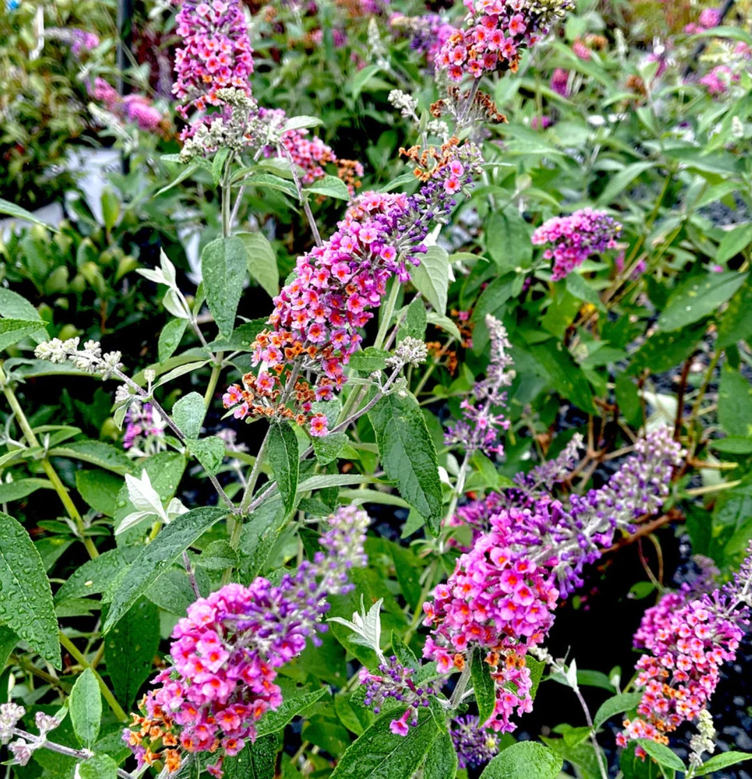 Hybrid Butterfly Bush SEEDS - Buddleia Davidii ' Sterile Hybrid ...