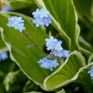 Forget Me Not Seeds Shade Plants, Easy to Grow Flower Seeds - Myosotis ...