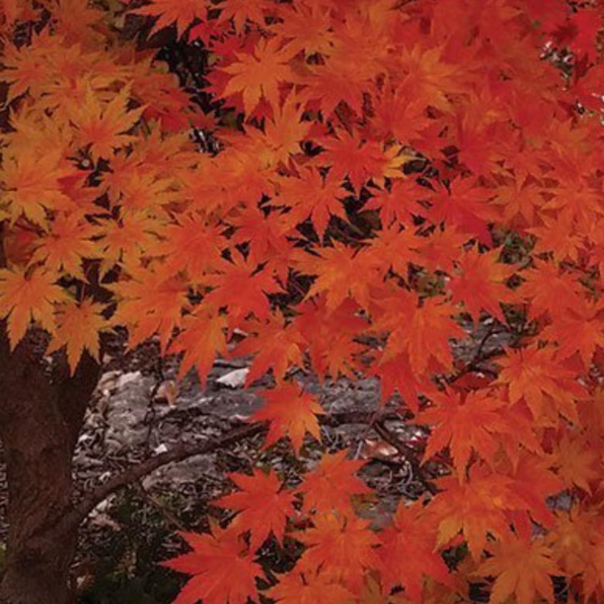 Korean Maple Tree Seeds (acer Pseudosieboldianum) Purplebloom Maple ...