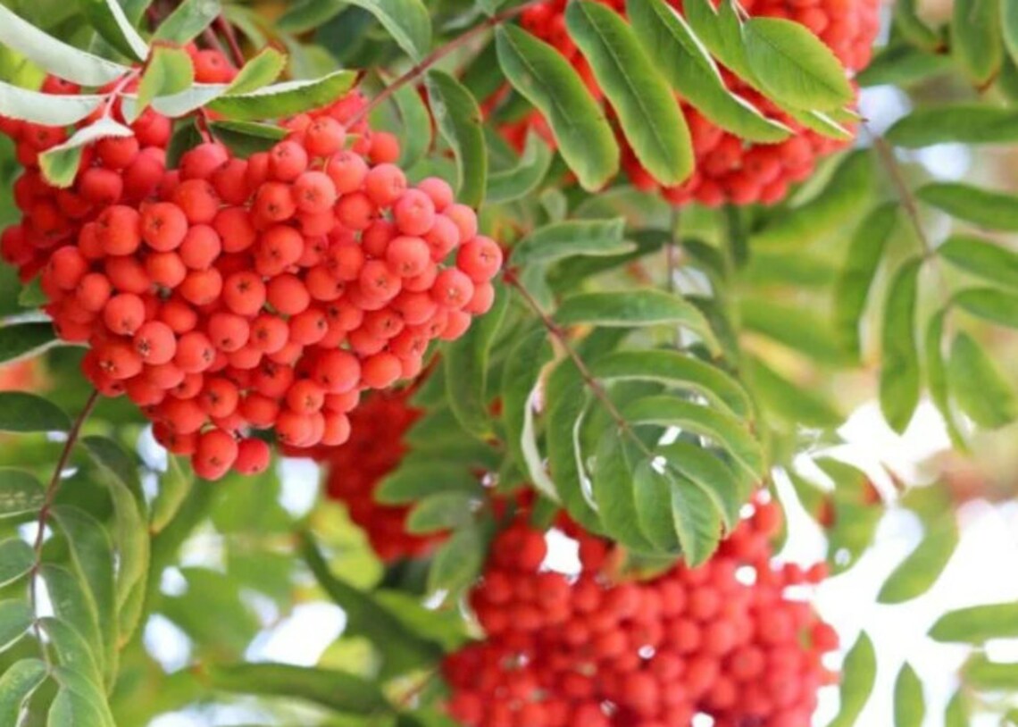 Rowan Tree Seeds European Mountain Ash Tree / Blood-red Rowan Tree ...