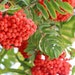 Rowan Tree Seeds - European Mountain Ash Tree / Blood-red Rowan Tree ...