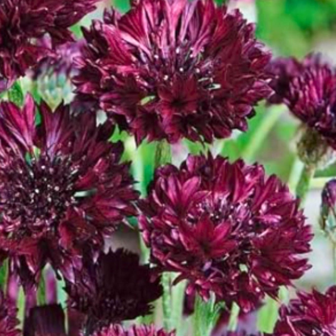 Black Ball Purple Bachelor Button Cornflower Flower Seeds Annual Seeds ...