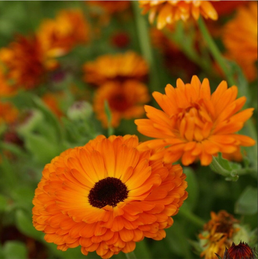 Geisha Girl Calendula Seeds Certified Organic Edible Herb Flower Seeds ...