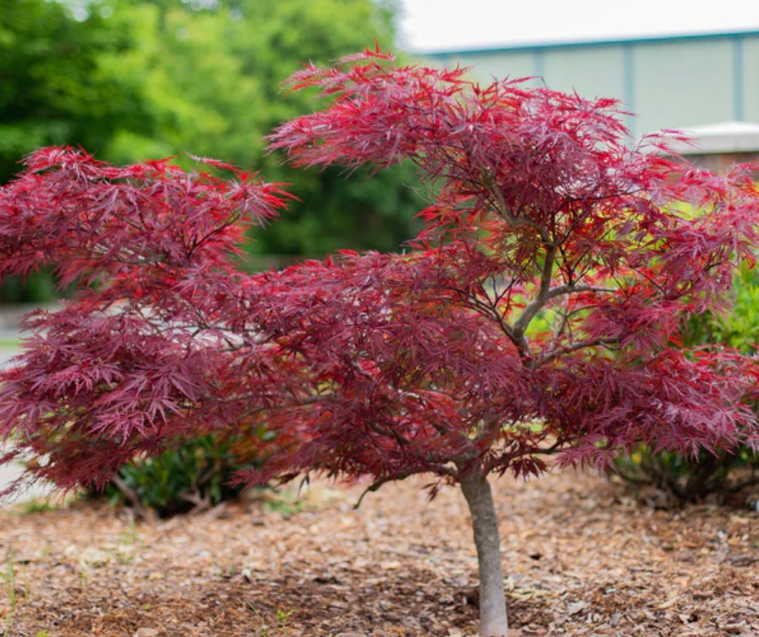 Red Dragon Japanese Maple Seeds Acer Palmatum Red Dragon'weeping ...