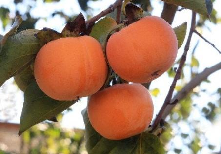 10 Organic Italian Persimmon Tree Seeds DATE PLUM 'diospyros Lotus' Eat ...