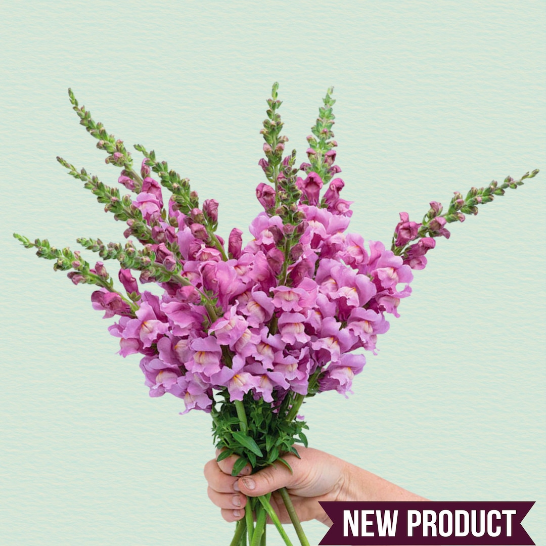 25 Snapdragon Flower Seeds, Light Purple Snapdragons - Etsy