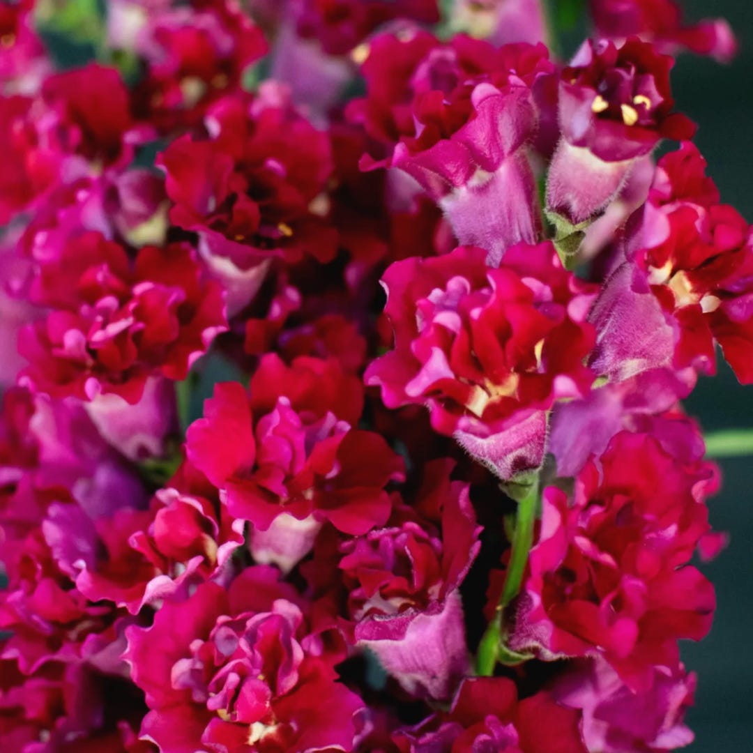 50 Snapdragon - Madame Butterfly Red | Deep Red Snapdragon Seeds ...