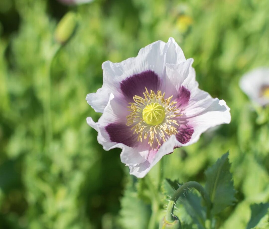 Poppy BLUE MOON Poppy Organic Seeds Papaver Somniferum Flower Seeds - Etsy