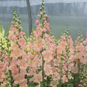 50 Snapdragons Seeds Magnificent Tall Blooms of Peach and Apricot ...