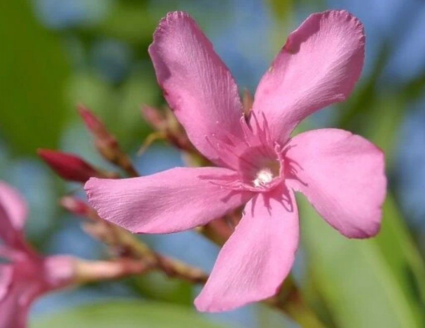 15 Pale Pink Oleander Seeds - Easy to Grow Nerium Oleander - Etsy