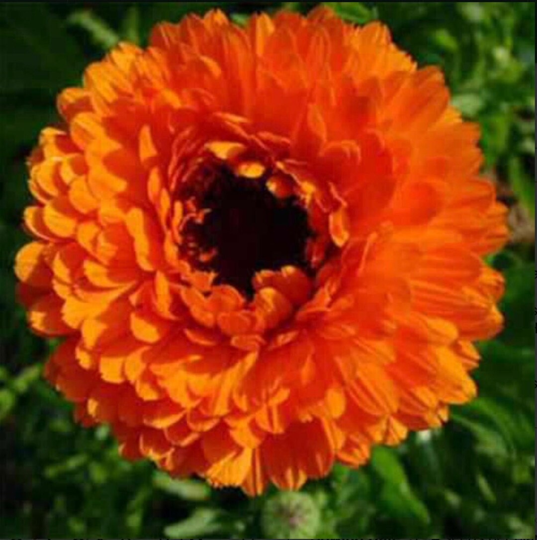 Calendula Seeds Geisha Girl / Organically Grown in California ...