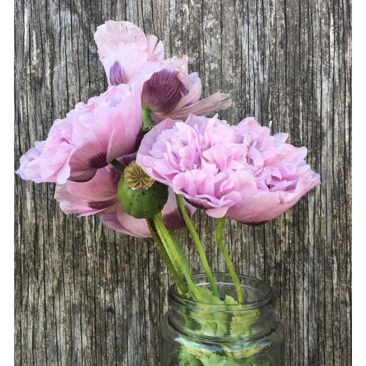 Double Peony Poppy 'violetta' Hybrid Poppy Seeds - Etsy