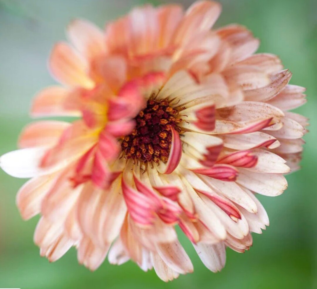 Calendula Flower Seeds Sunset Mix Organic Seeds for Herb Gardens - Etsy