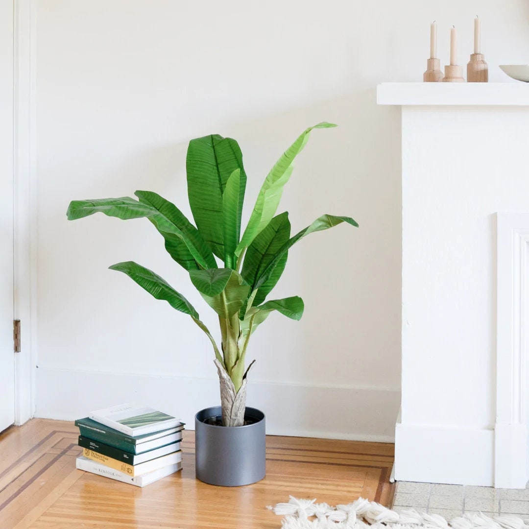 Indoor Banana Tree Leaf