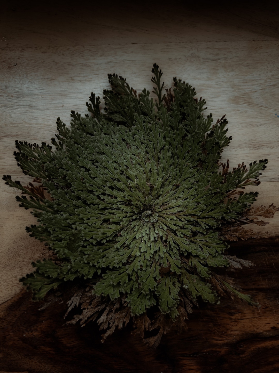 Resurrection Rose - Etsy