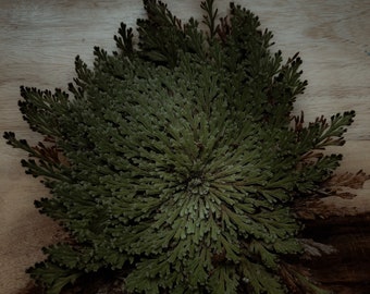 12x Pack Rose of Jericho, Resurrection Flower, Jericho Rose, Jericho ...