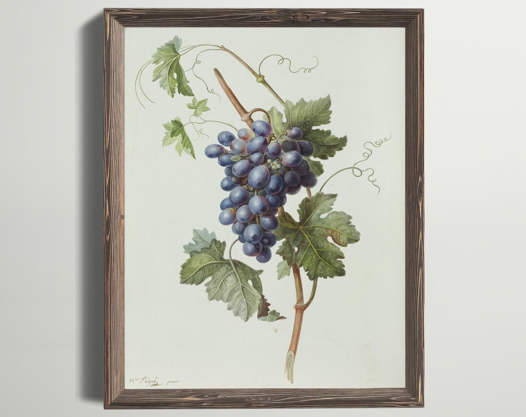 Vintage Grapes Wall Art Print Botanical Illustration Grape Decor for ...